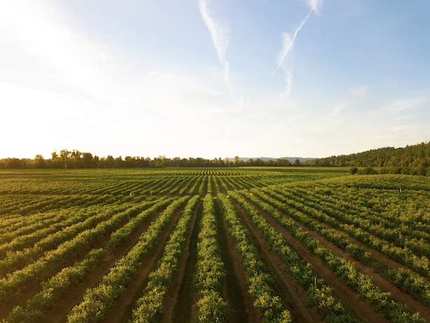Virginia's Mobile Wine Guide - Discover Virginia Wine Country